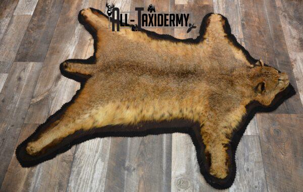 Bobcat Taxidermy Rug for Sale SKU 1136 - All Taxidermy