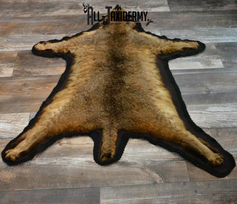 Bobcat Taxidermy Rug for Sale SKU 1136 - All Taxidermy