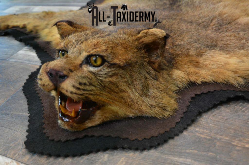 Bobcat Taxidermy Rug for Sale SKU 1136 - All Taxidermy