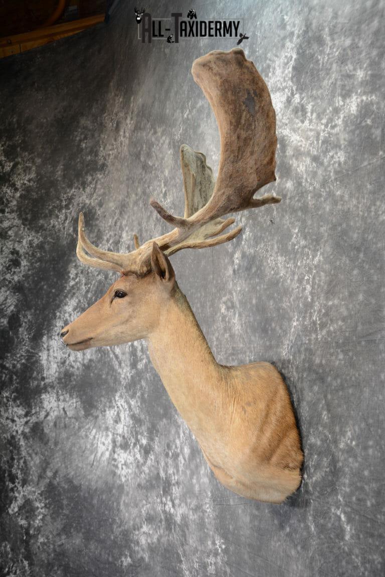 Fallow Deer in Velvet Taxidermy mount for Sale SKU 1054 - All Taxidermy