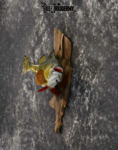 Yellow Perch Reproduction Taxidermy for Sale SKU 1176 - All Taxidermy