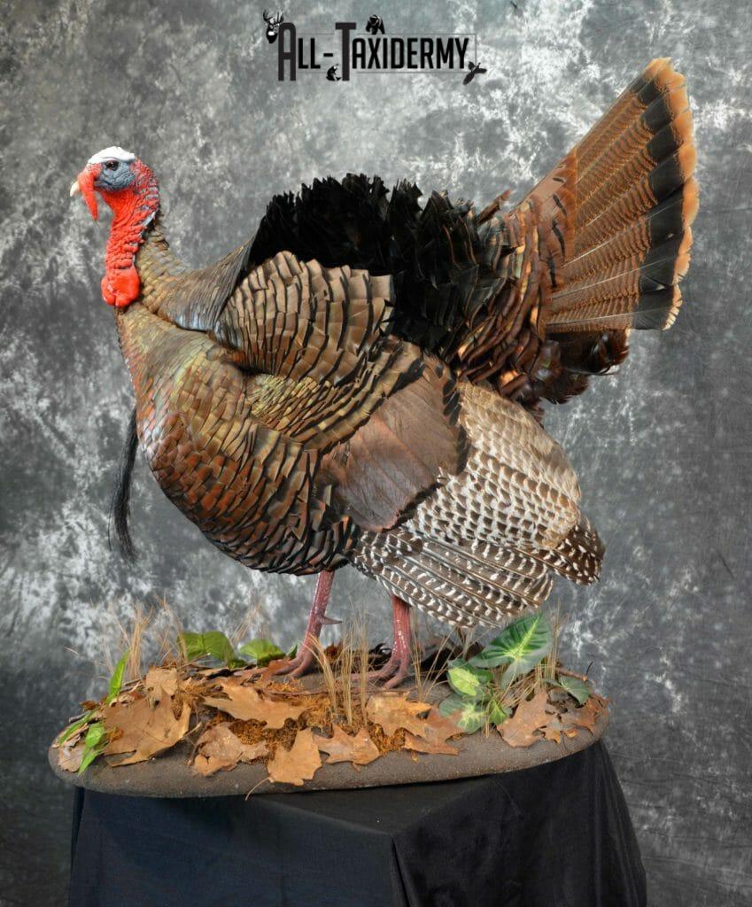 Custom Turkey Taxidermy Mounts & Tail Fans