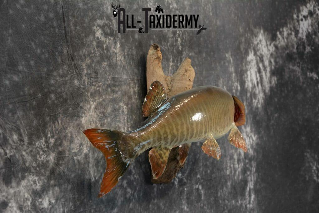 Musky Taxidermy mount for Sale SKU 1126 - All Taxidermy