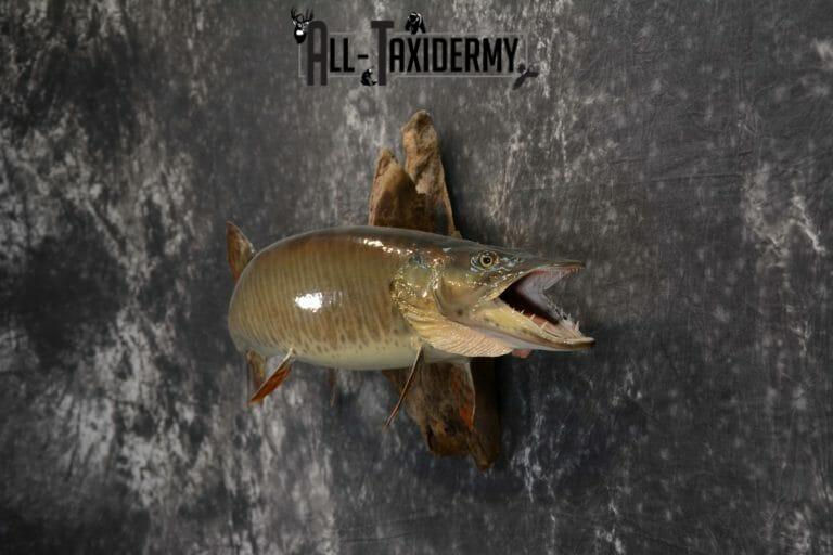 Musky Taxidermy mount for Sale SKU 1126 - All Taxidermy
