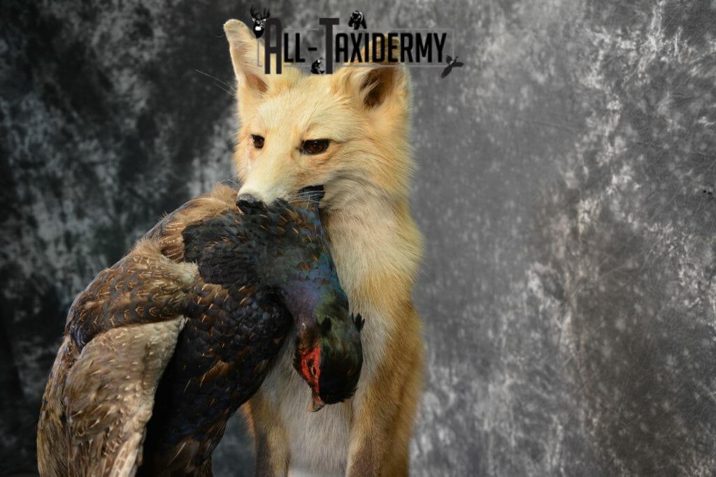Red Fox holding Pheasant taxidermy for sale SKU 1137 - All Taxidermy