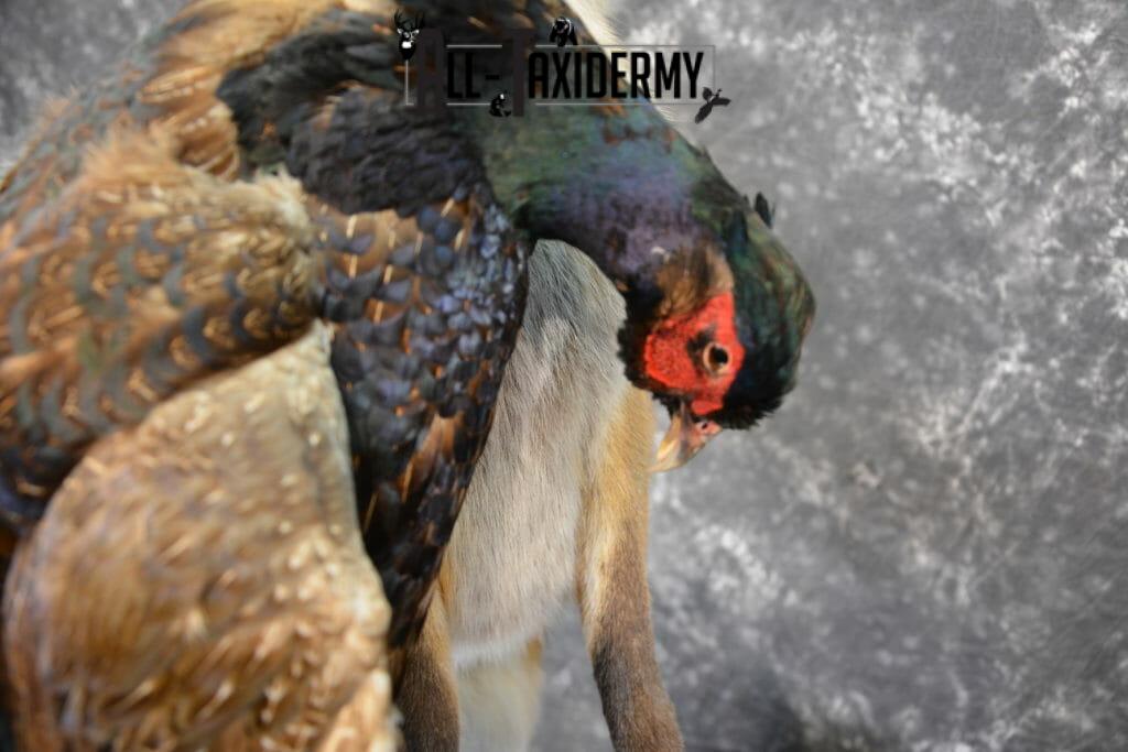 Red Fox holding Pheasant taxidermy for sale SKU 1137 - All Taxidermy