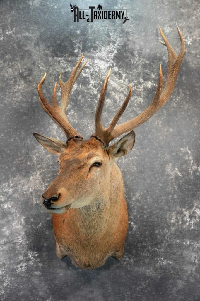 Red Stag Deer Taxidermy Mounts - All Taxidermy