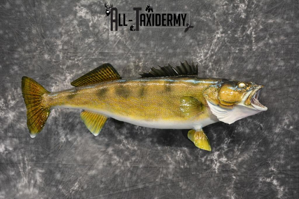 Walleye Skin Taxidermy Mount for Sale SKU1022 - All Taxidermy
