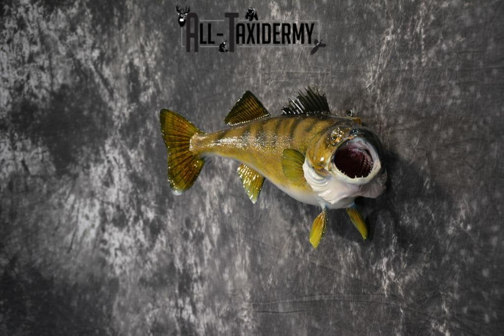 Walleye Skin Taxidermy Mount for Sale SKU1022 - All Taxidermy