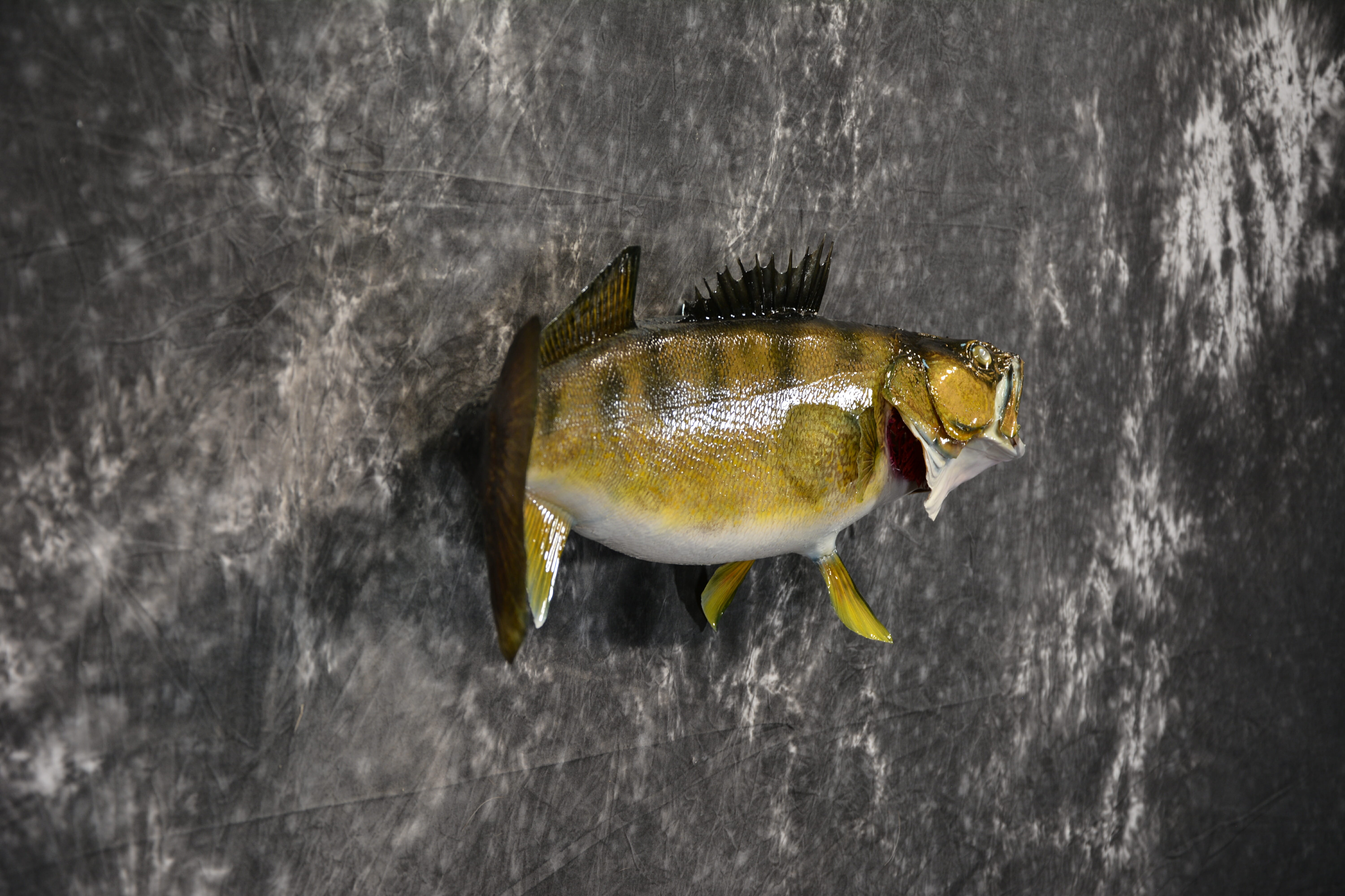 Walleye Skin Taxidermy Mount for Sale SKU1022 - All Taxidermy