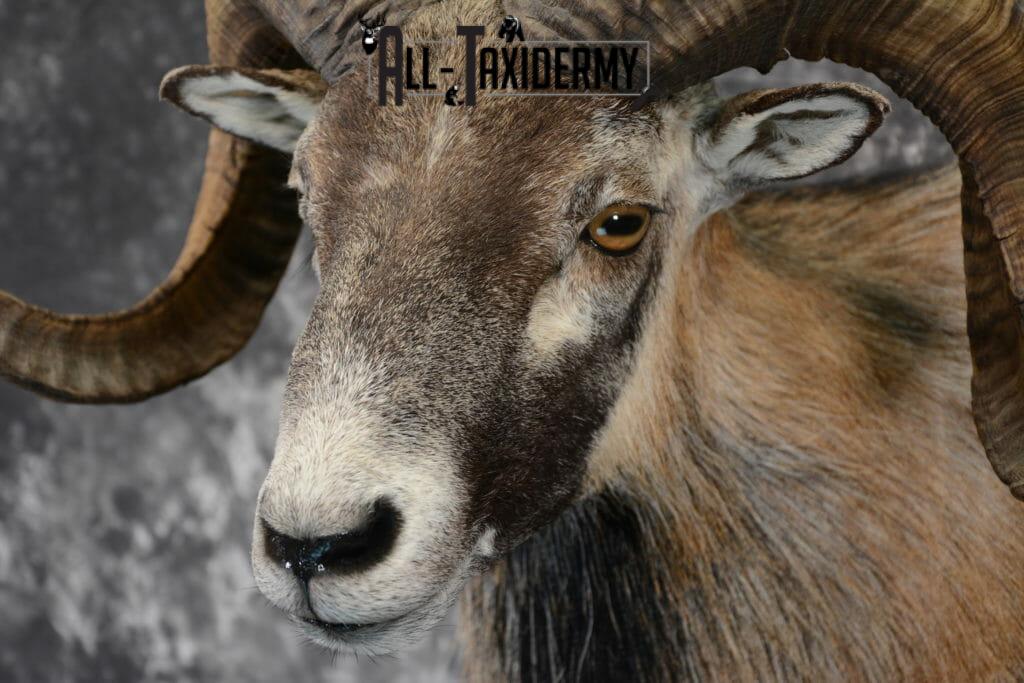 Corsican Ram Taxidermy mount for Sale SKU 1059 - All Taxidermy