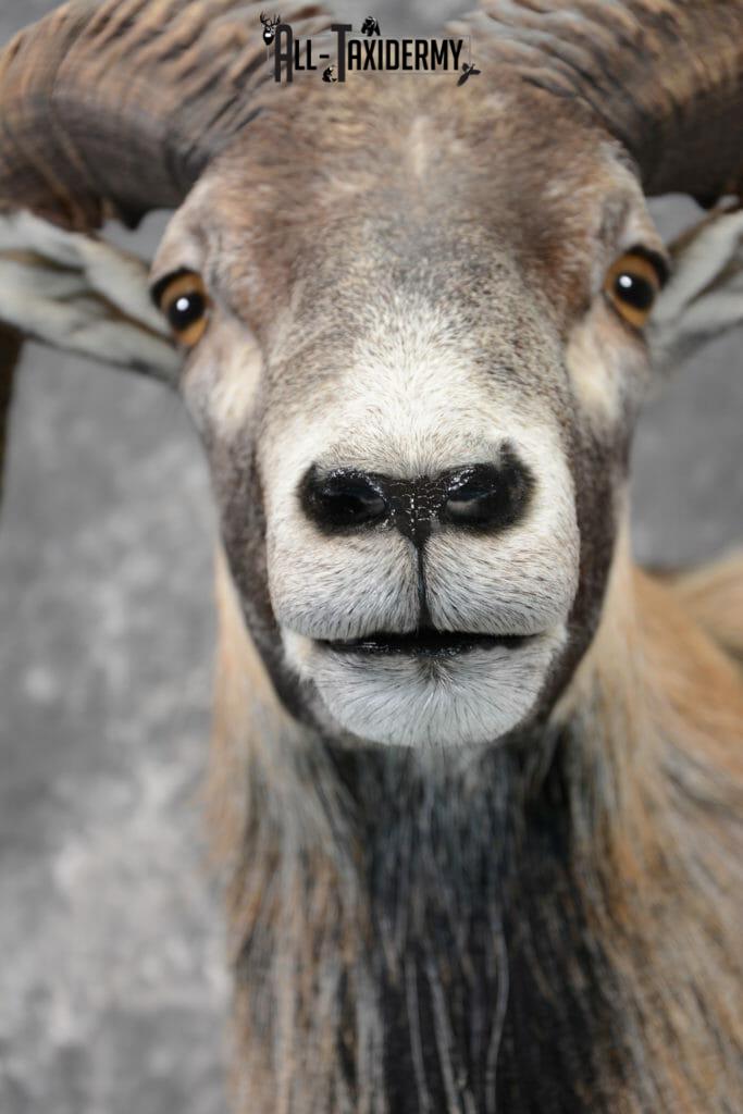 Corsican Ram Taxidermy mount for Sale SKU 1059 - All Taxidermy