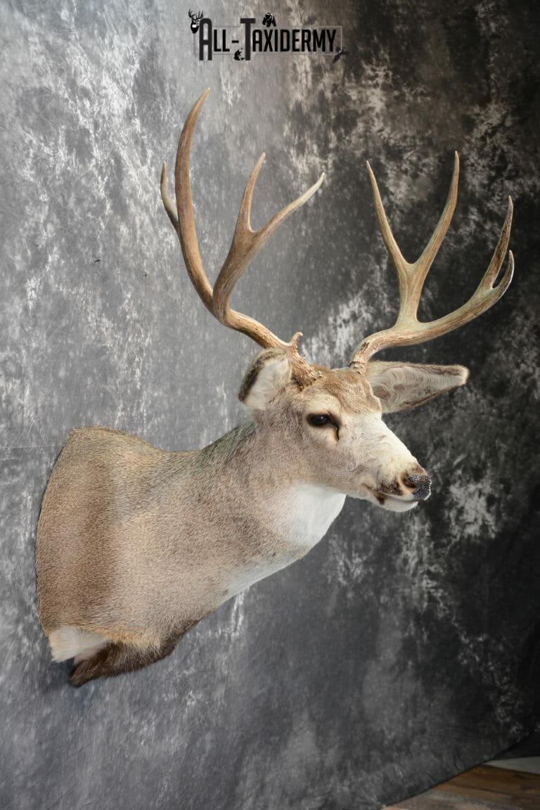 Deer Mount Ideas & Deer Skull Ideas | All Taxidermy