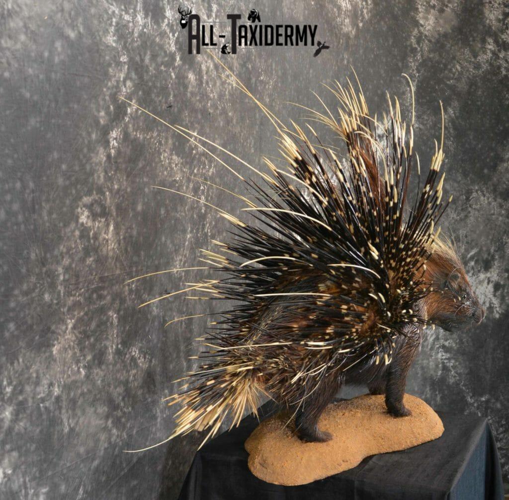 African Crested Porcupine taxidermy mount for sale SKU 1138 - All Taxidermy