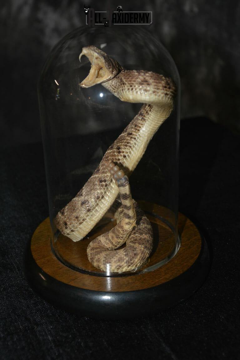Western Diamondback Rattle snake taxidermy for sale SKU 1131 - All ...