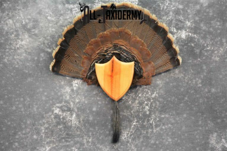 Eastern Turkey Taxidermy for sale SKU 1048 - All Taxidermy