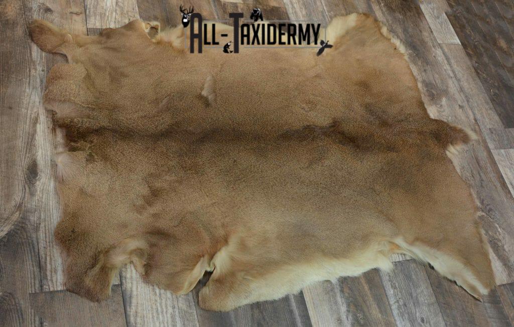 Whitetail Deer taxidermy hide for sale SKU 1122 - All Taxidermy