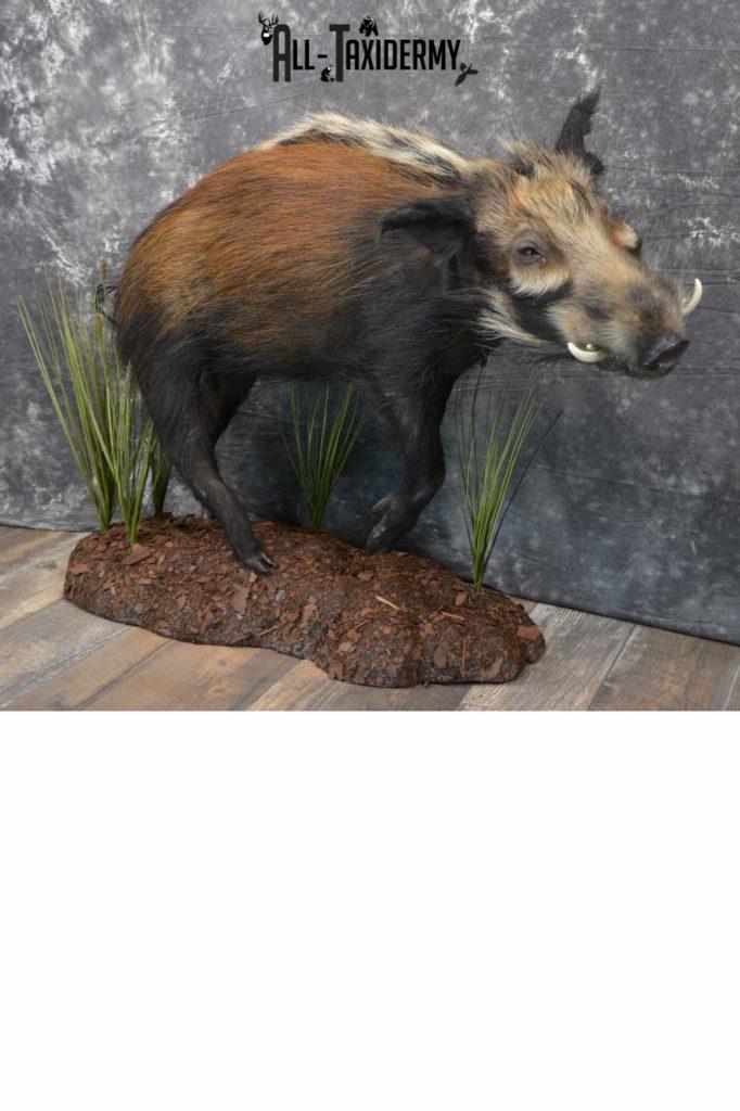 Bush Pig Taxidermy mount for sale SKU 1255 - All Taxidermy