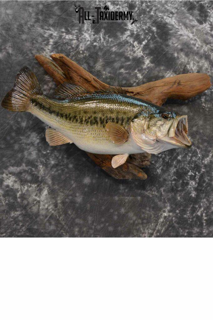 Largemouth Bass skin Taxidermy mount for sale SKU 1212 - All Taxidermy