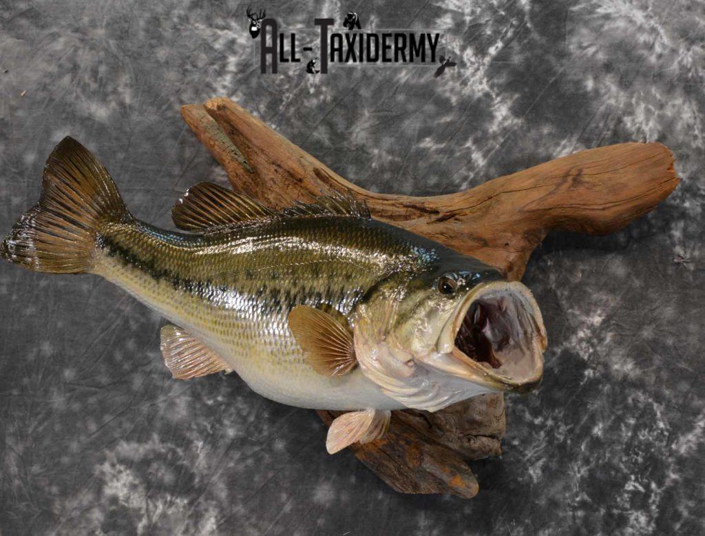 Largemouth Bass skin Taxidermy mount for sale SKU 1212 - All Taxidermy