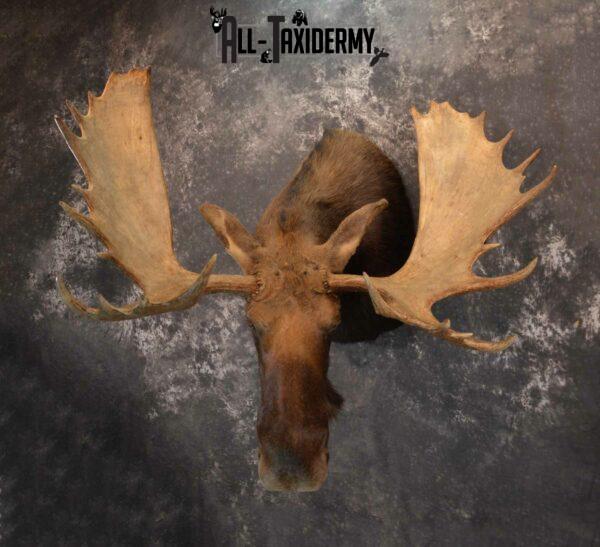 Moose shoulder mount for sale SKU 1263 | All Taxidermy