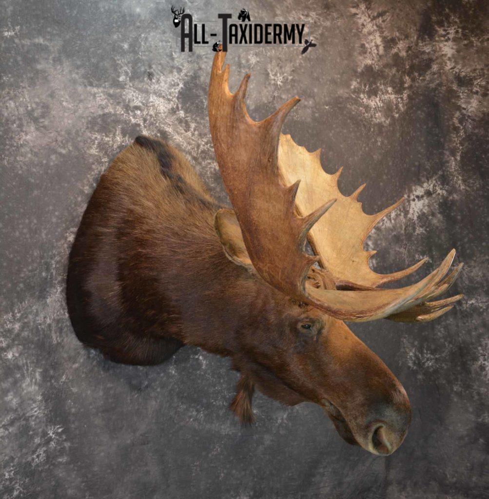 Moose shoulder mount for sale SKU 1263 | All Taxidermy