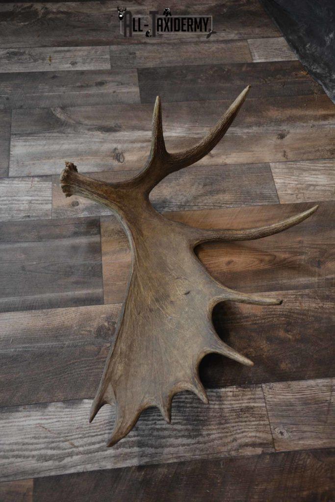 Moose Shed for Sale SKU 1272 - All Taxidermy