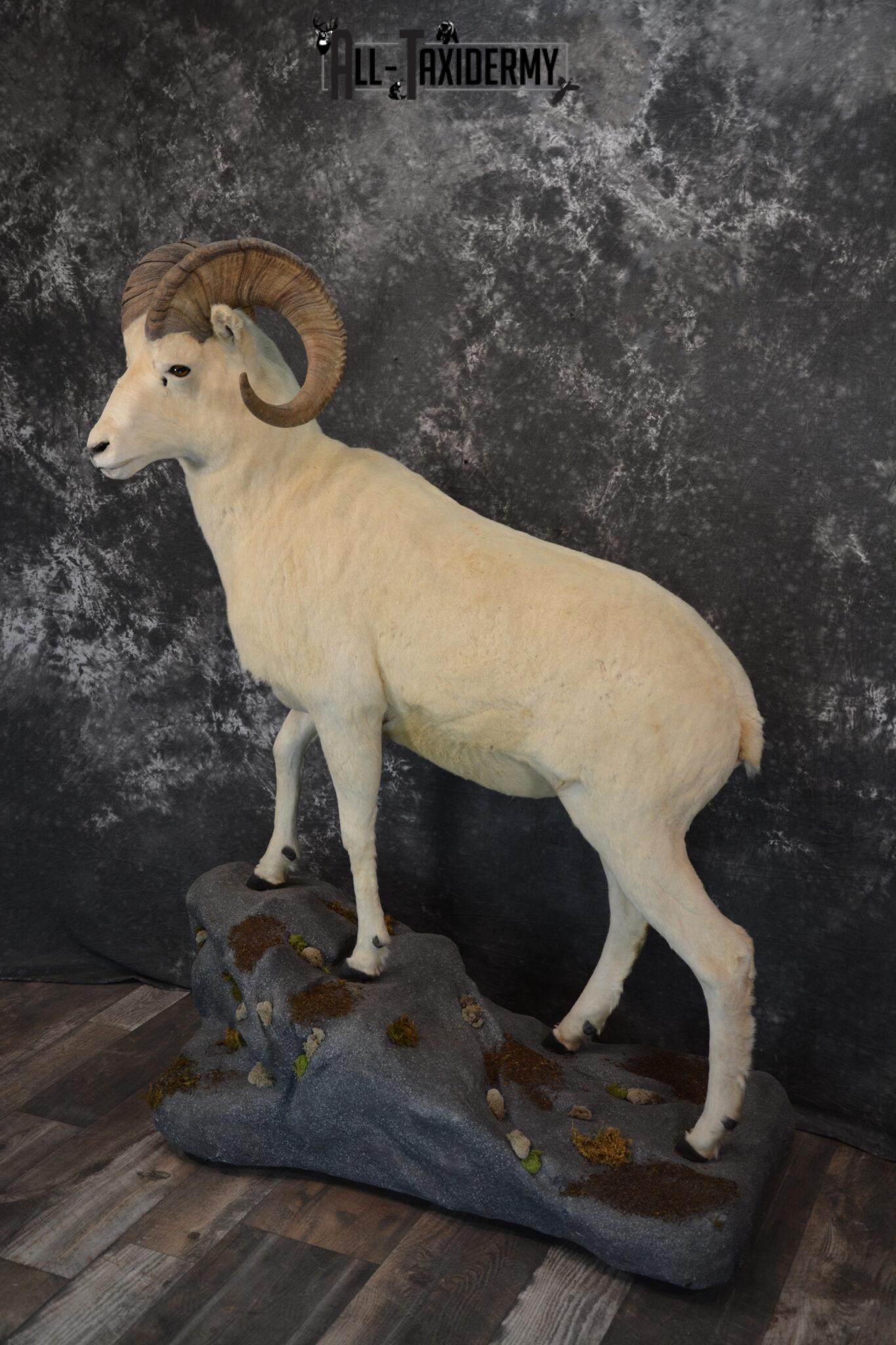Dall Sheep Taxidermy mount for sale SKU 1268 - All Taxidermy