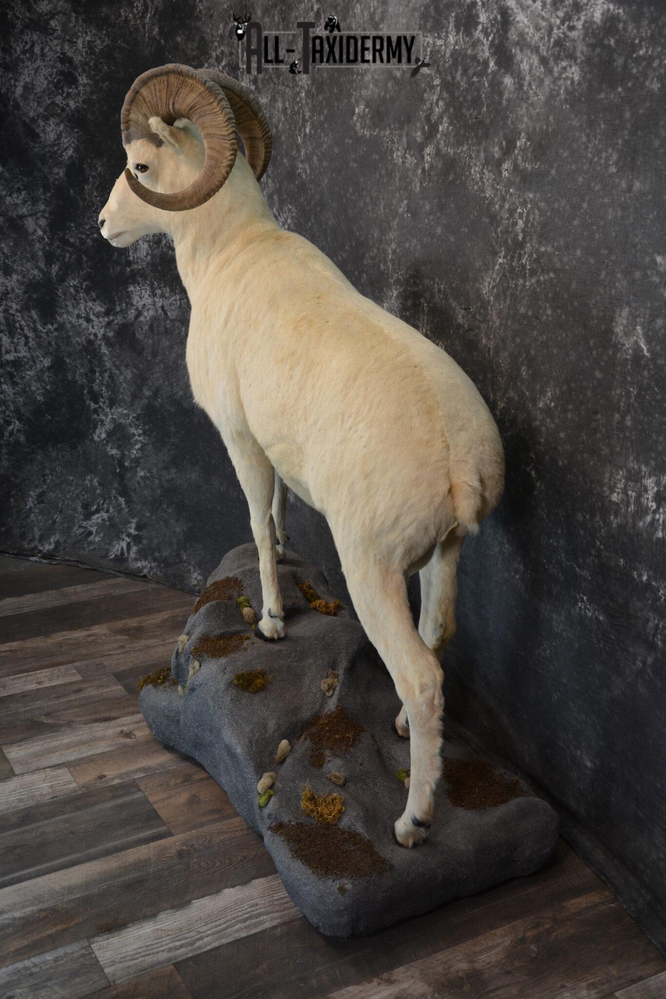 Dall Sheep Taxidermy mount for sale SKU 1268 - All Taxidermy