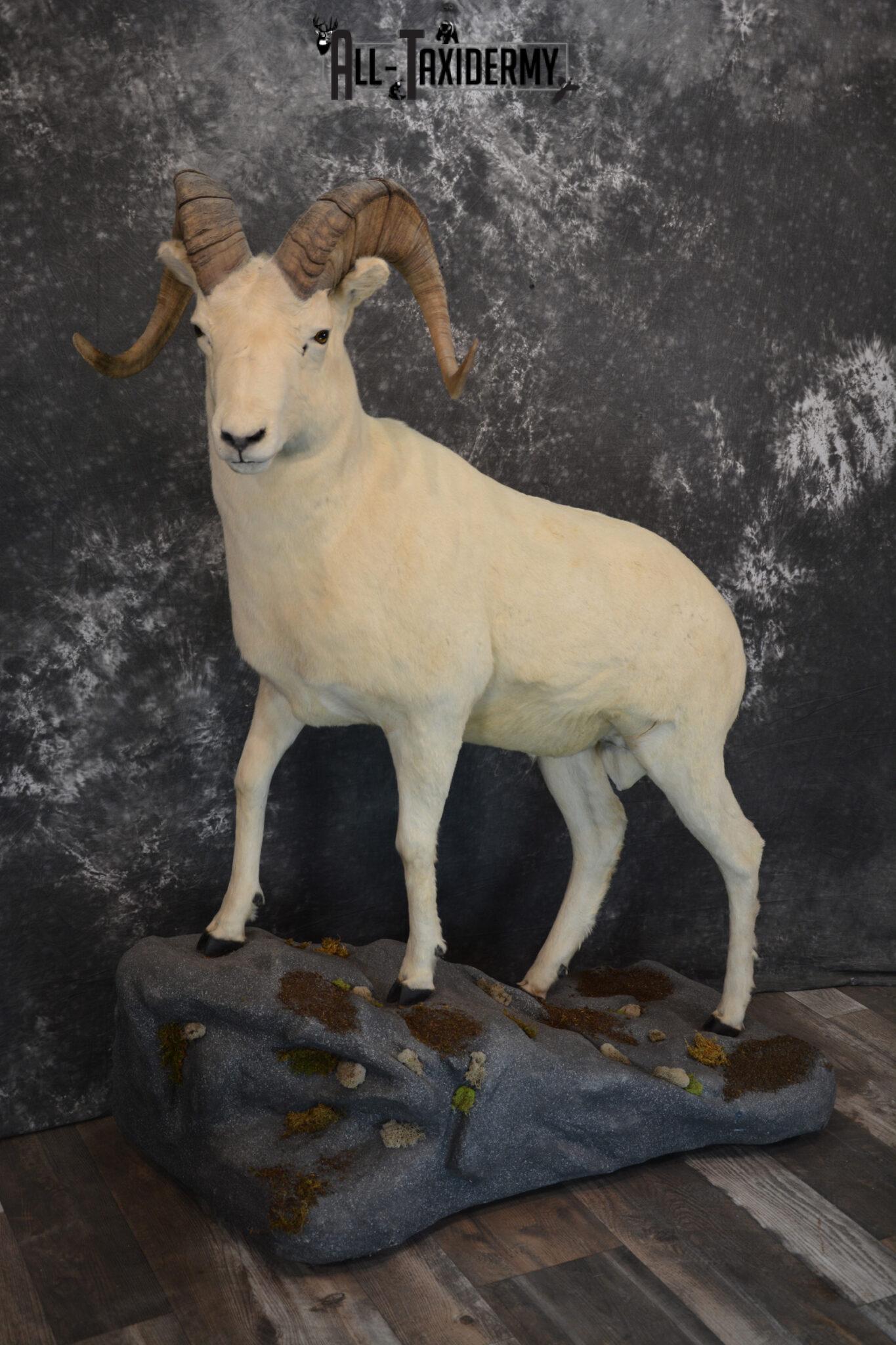 Dall Sheep Taxidermy mount for sale SKU 1268 - All Taxidermy