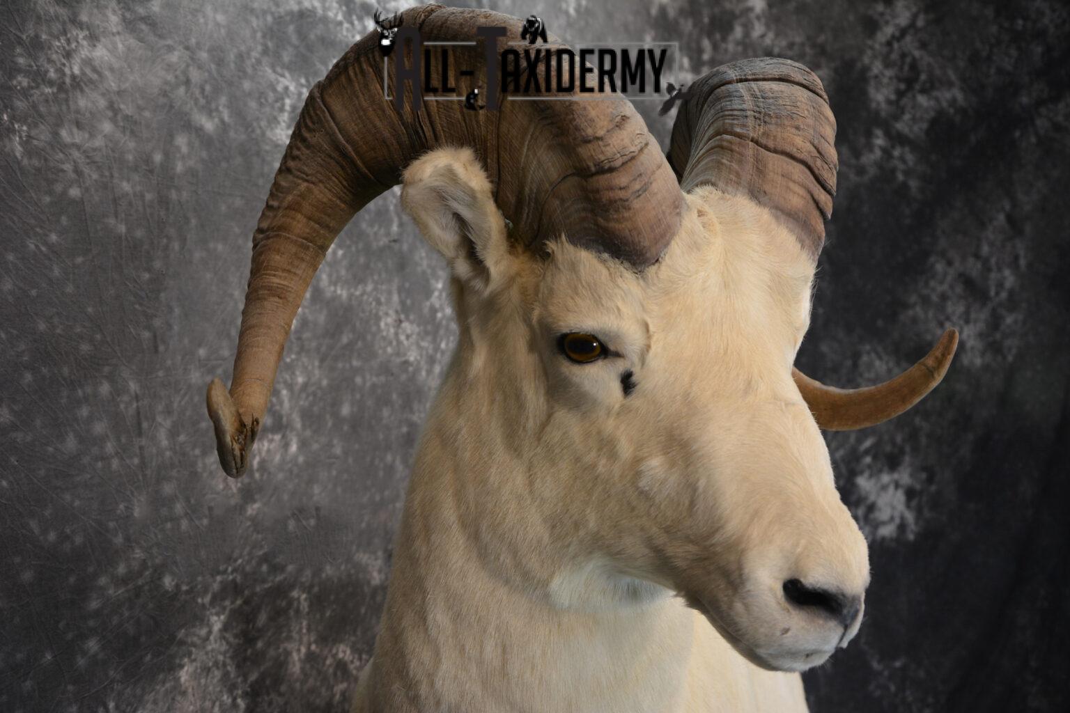 Dall Sheep Taxidermy mount for sale SKU 1268 - All Taxidermy