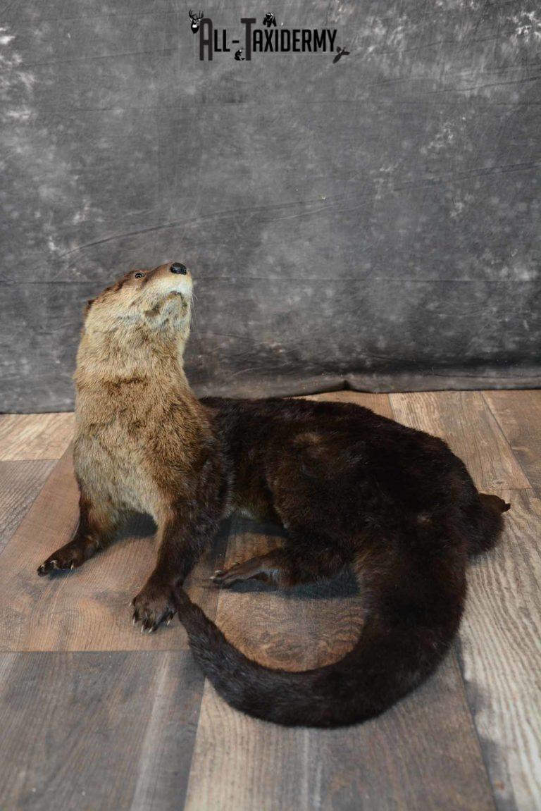 Otter Taxidermy Mount for Sale SKU 1298 - All Taxidermy