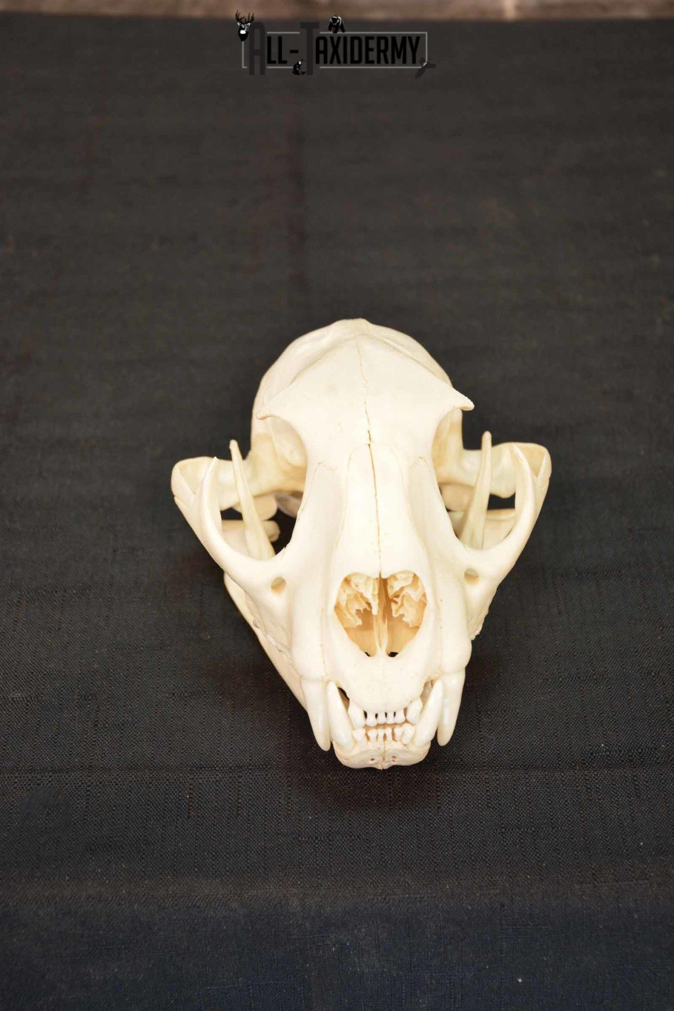 Cougar Mountain Lion skull set for sale SKU 1365 - All Taxidermy