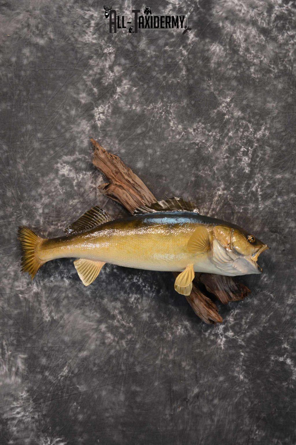 Walleye Taxidermy Mount for Sale SKU 1353 - All Taxidermy
