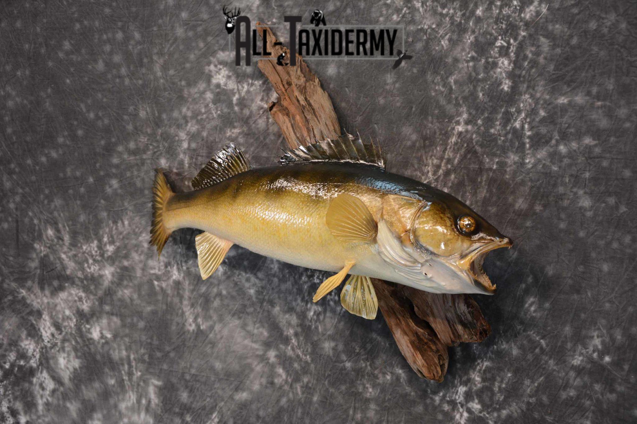 Walleye Taxidermy Mount for Sale SKU 1353 - All Taxidermy