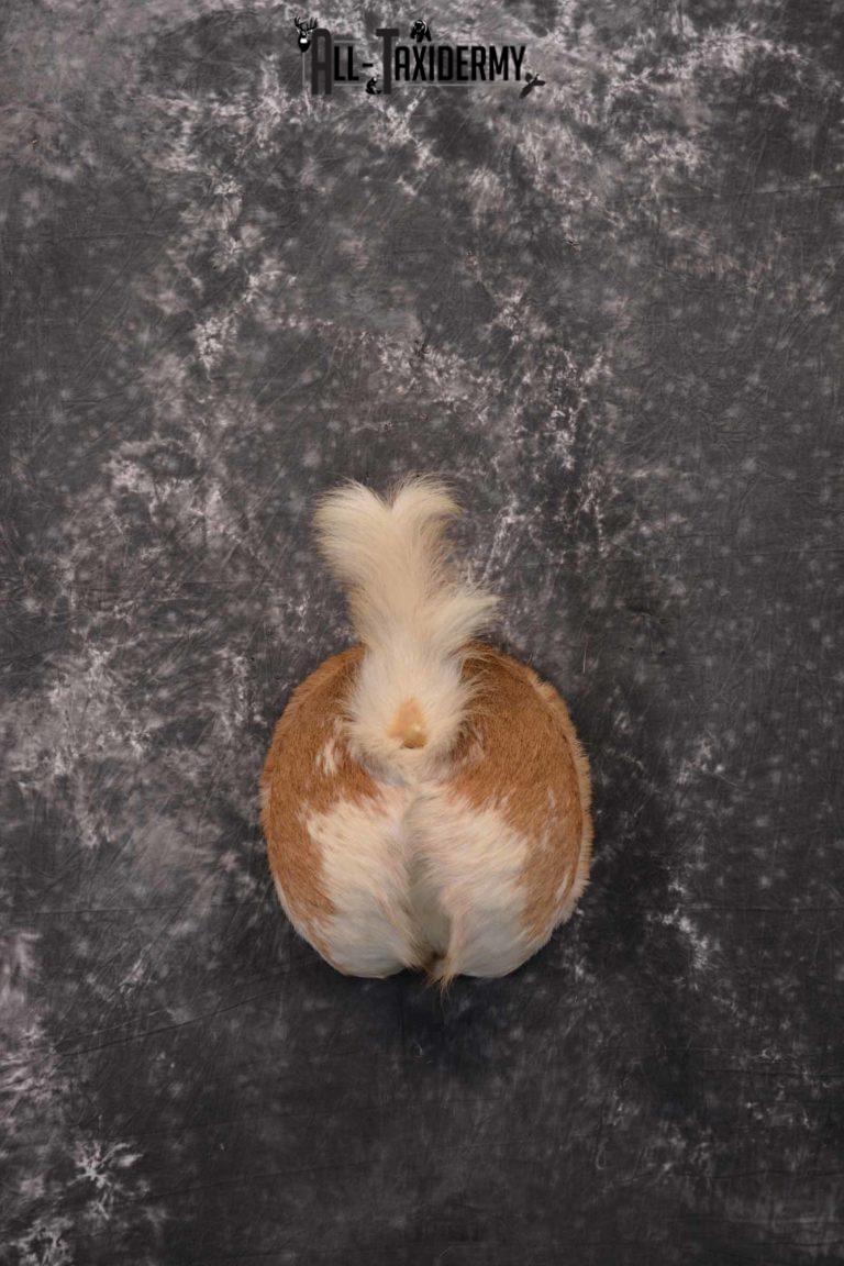Whitetail Half Albino Rear Butt taxidermy mount for sale SKU 1329 - All ...