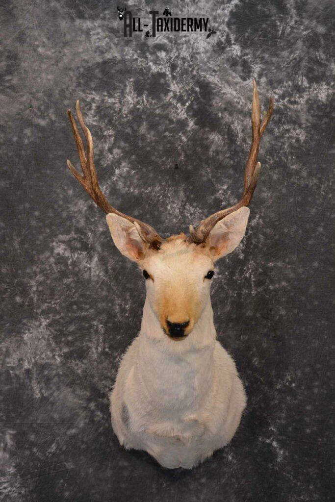 White Fallow Taxidermy Deer for Sale SKU 1328 - All Taxidermy