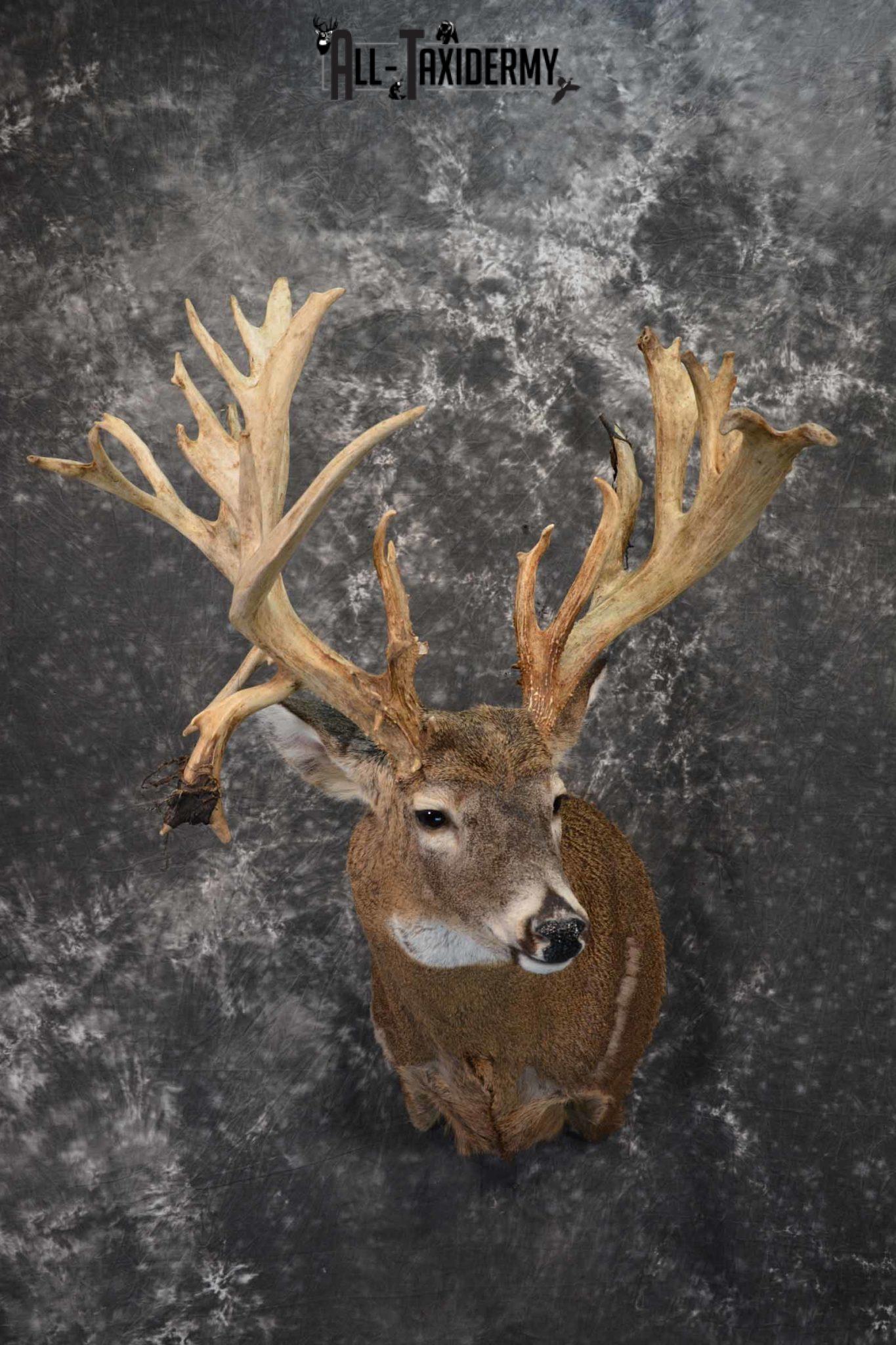 Whitetail Deer Mounts - All Taxidermy