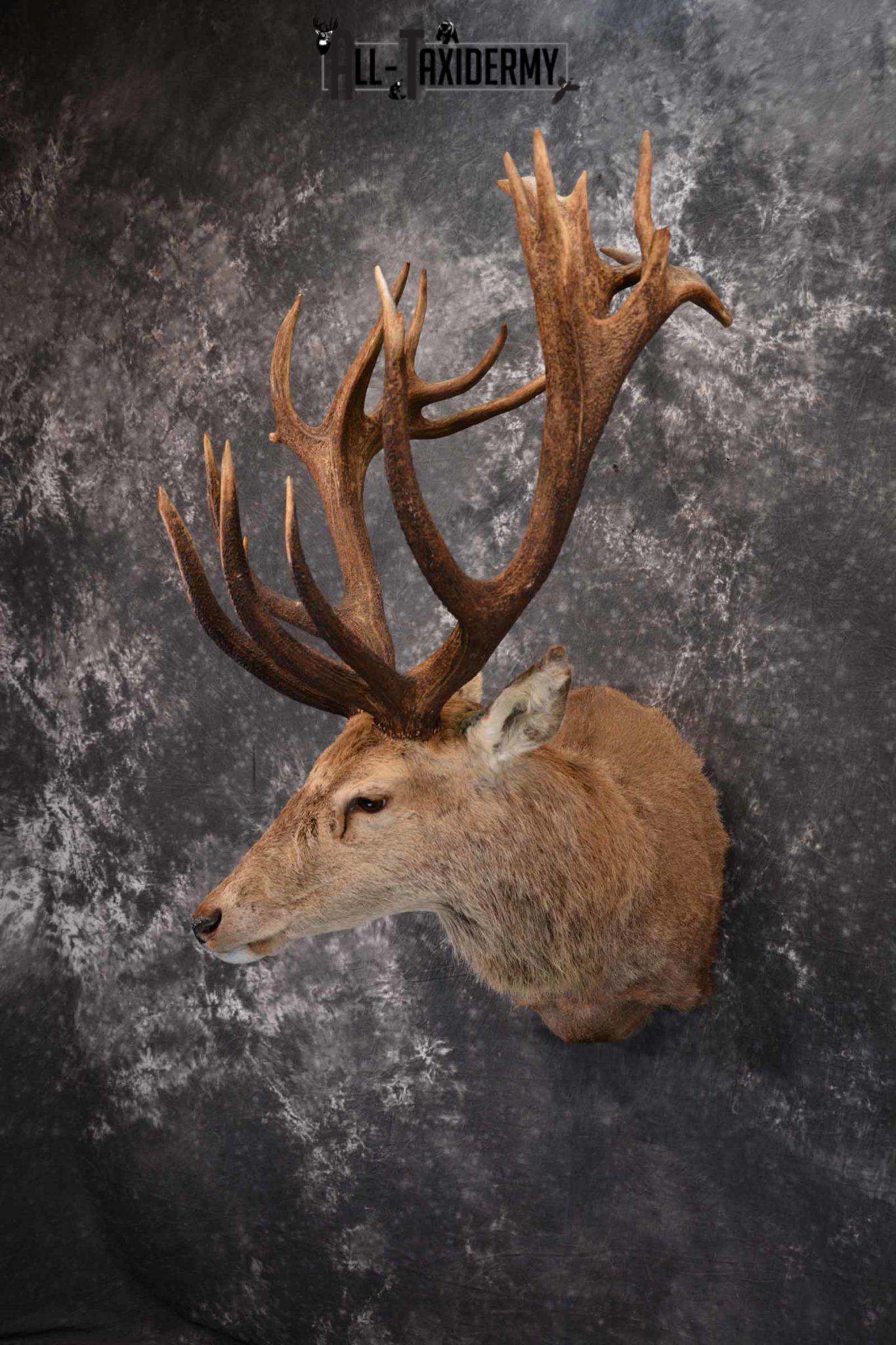 Red Stag taxidermy shoulder mount SKU 1370 - All Taxidermy