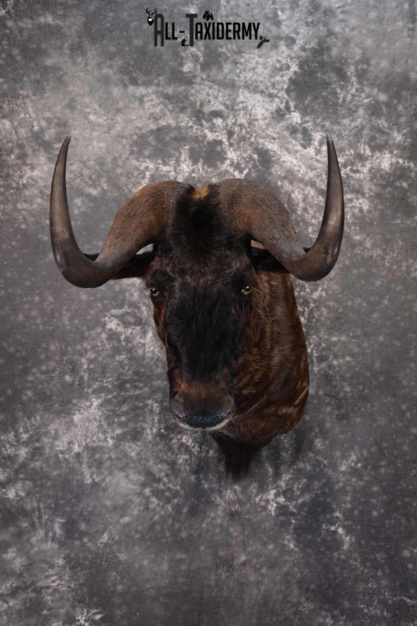 African Black Wildebeest taxidermy shoulder mount for sale SKU 1374 ...
