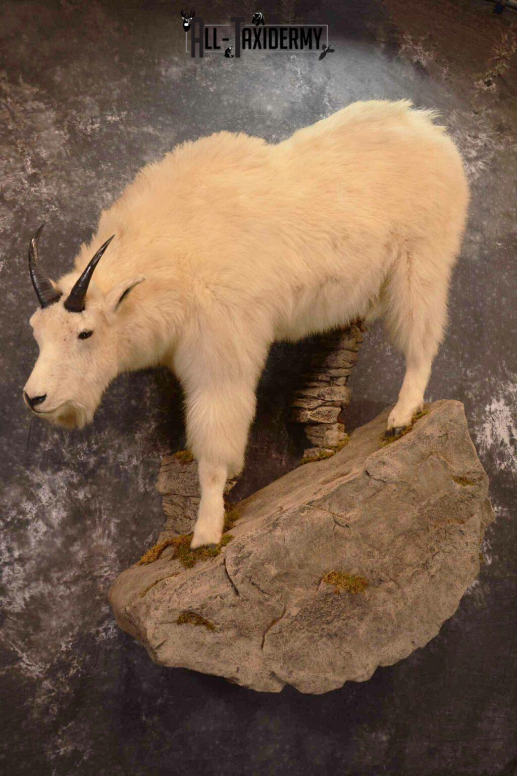 Mountain Goat Taxidermy Mount for Sale SKU 1299 - All Taxidermy