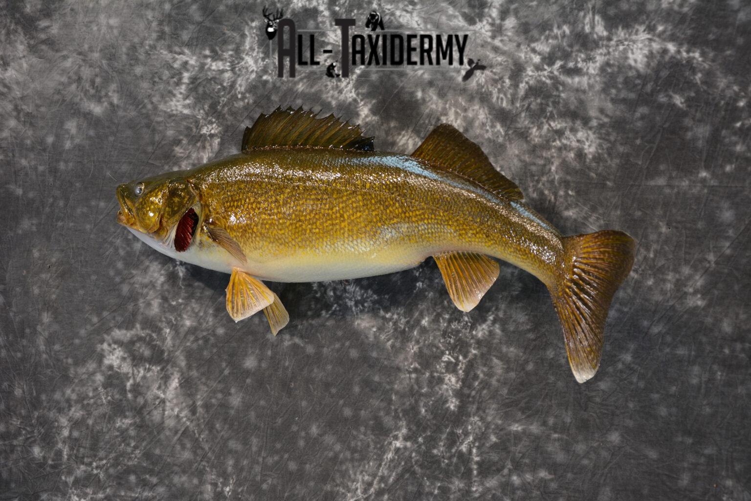 Walleye Taxidermy Skin Mount for Sale SKU 1406 - All Taxidermy
