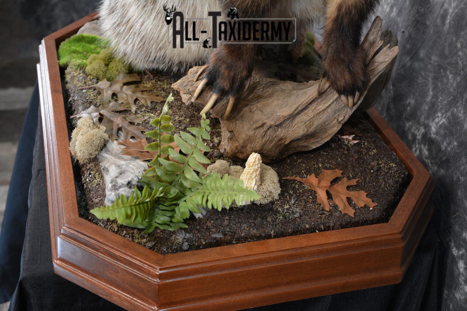 Badger life size taxidermy mount for sale SKU 1411 - All Taxidermy