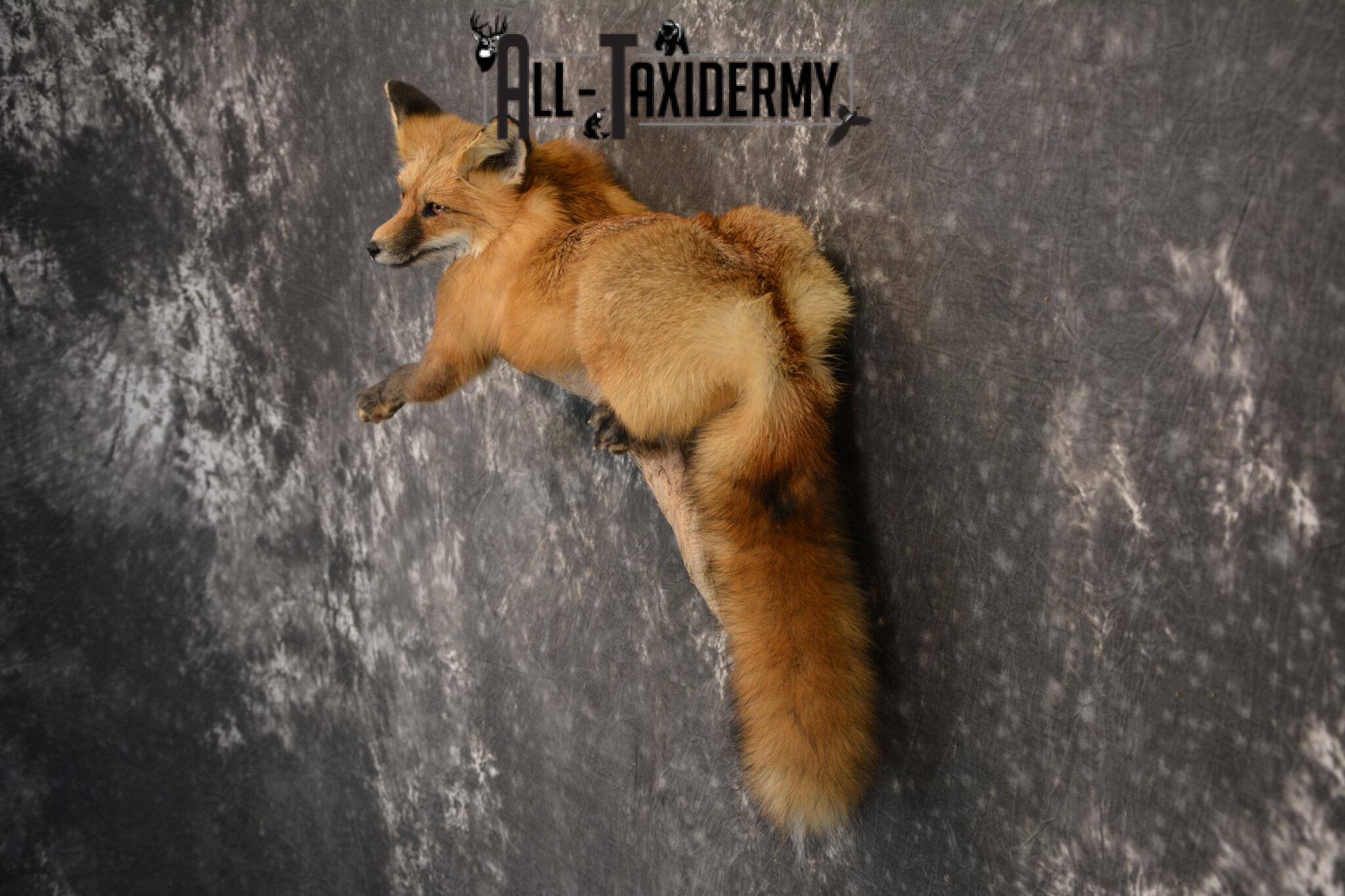 Red Fox life size taxidermy mount for sale SKU 1408 - All Taxidermy