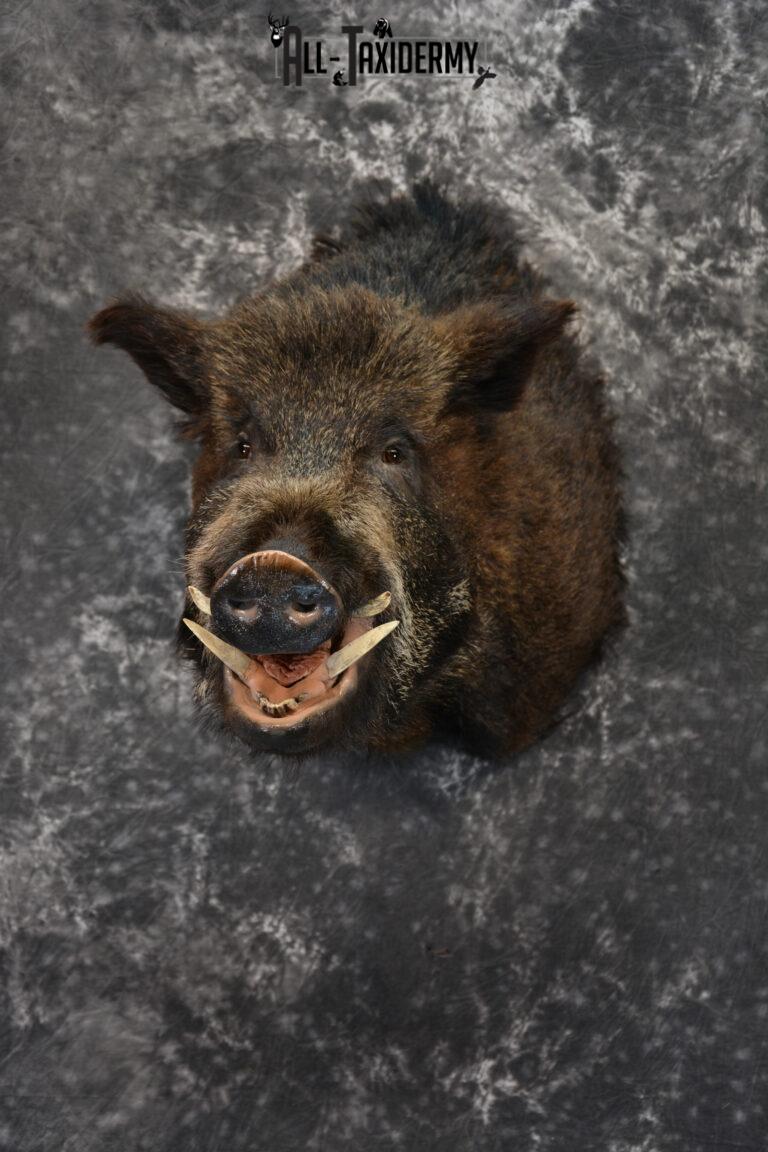 Russian Boar Taxidermy Shoulder Mount Offset SKU 1439 - All Taxidermy