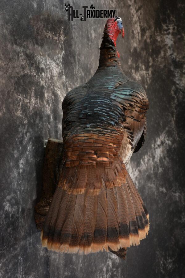 Eastern Turkey Taxidermy Mount for Sale 1432 - All Taxidermy