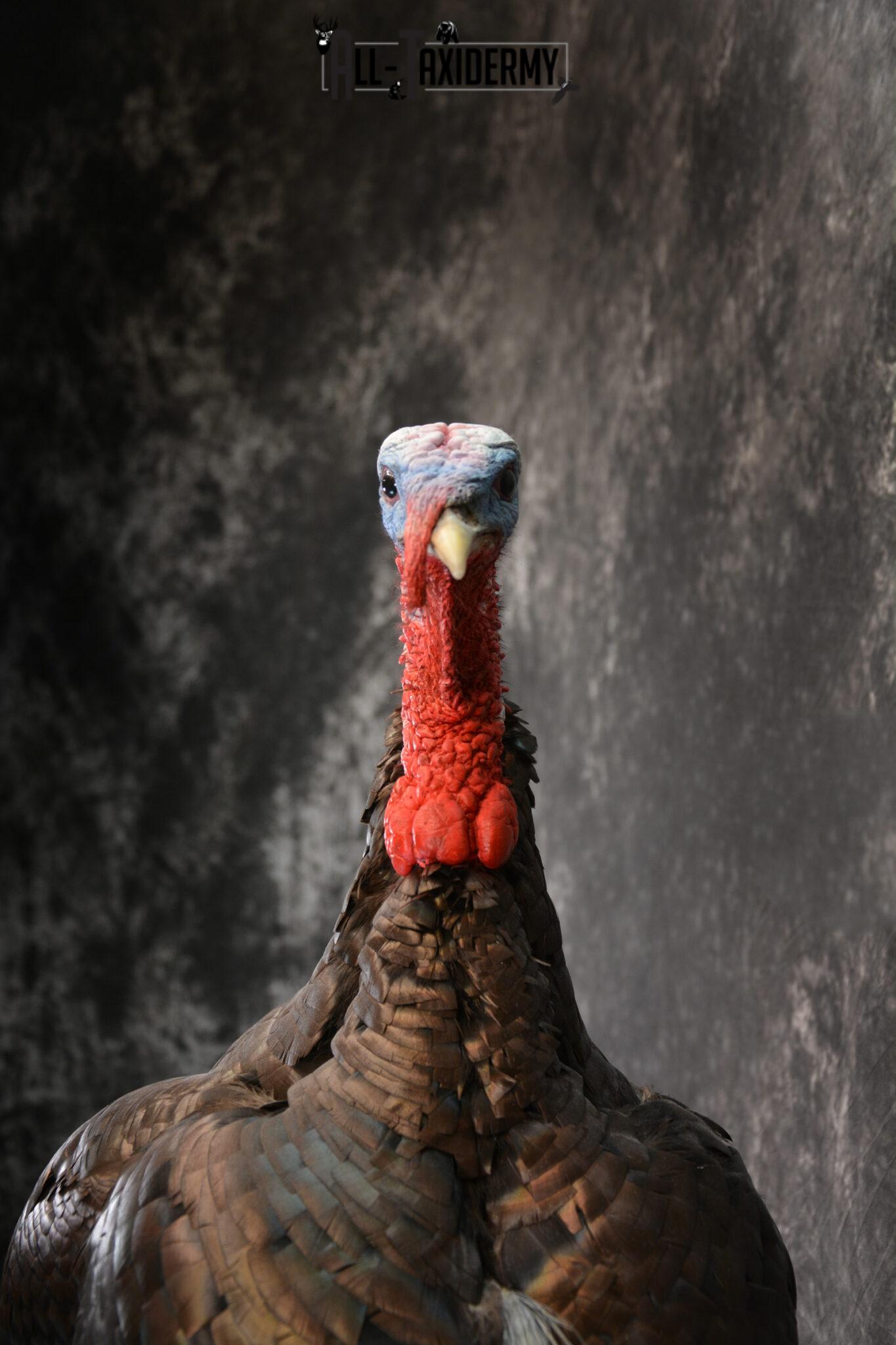 Eastern Turkey Taxidermy Mount for Sale 1432 - All Taxidermy