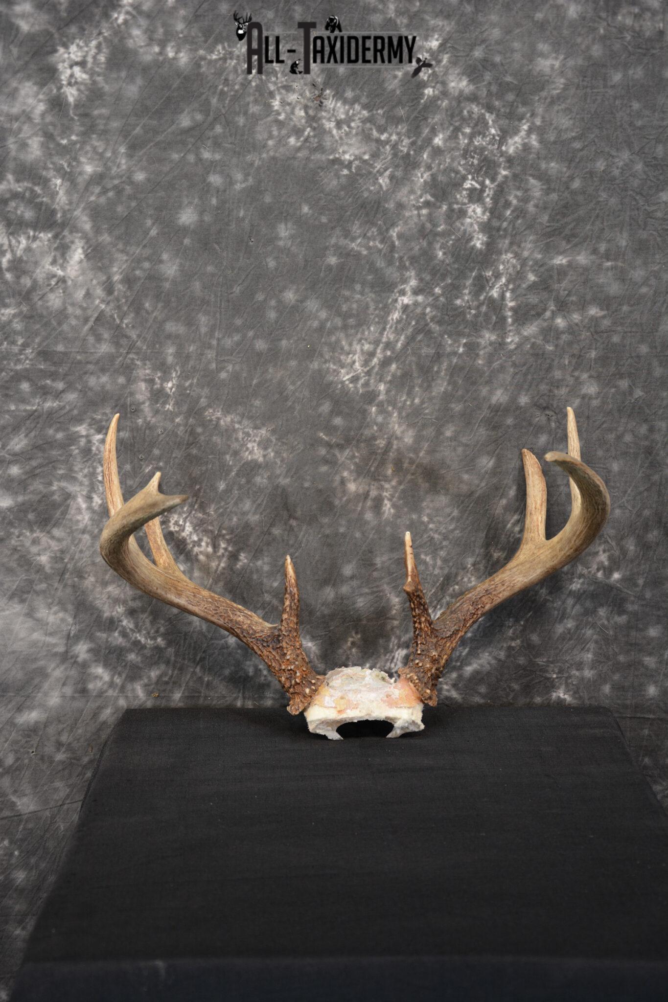 Whitetail Deer Mounts - All Taxidermy