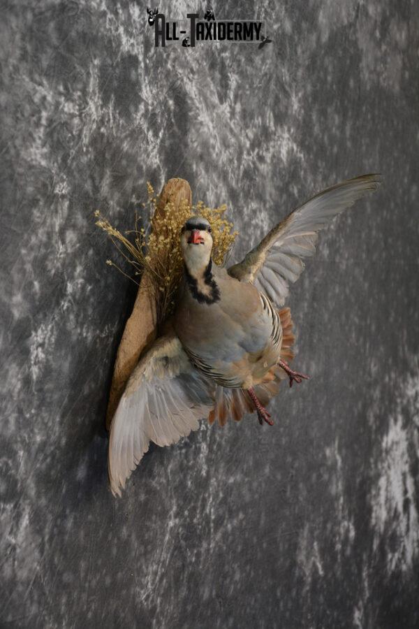 Chukar Taxidermy mount for sale SKU 1460 - All Taxidermy