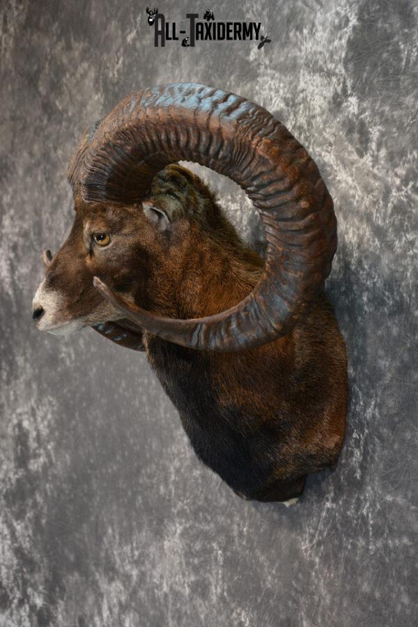 Mouflon Taxidermy Shoulder mount Monster Replica SKU 1474 - All Taxidermy